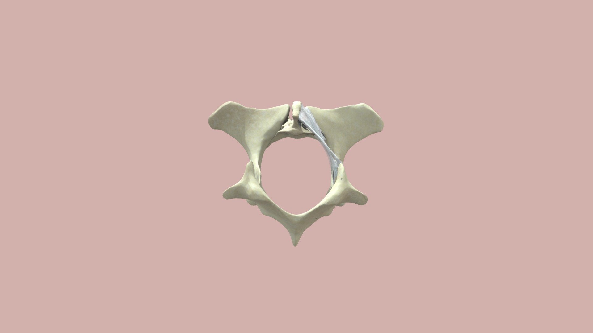 Bovine Pelvis - 3D model by linden_pederson [c0e1887] - Sketchfab