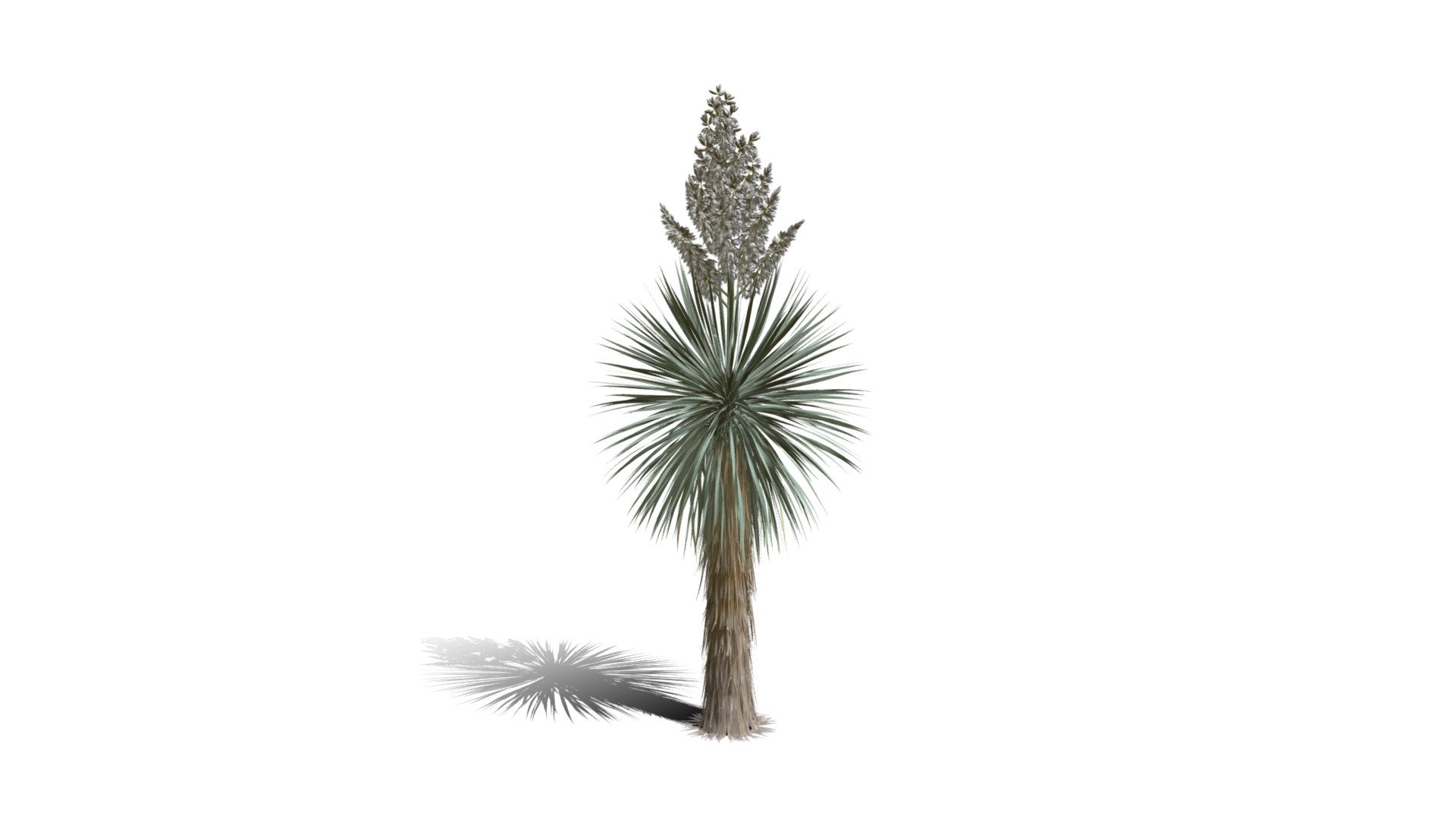 Realistic HD Beaked yucca (3/30) - Download Free 3D model by PlantCatalog [c0ee65b] - Sketchfab