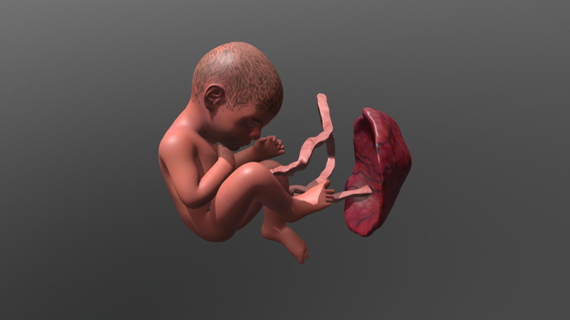 Human Fetal Development - 28-35+ Weeks - 3D model by Vida Systems ...