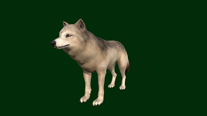 Wolf 3D models - Sketchfab