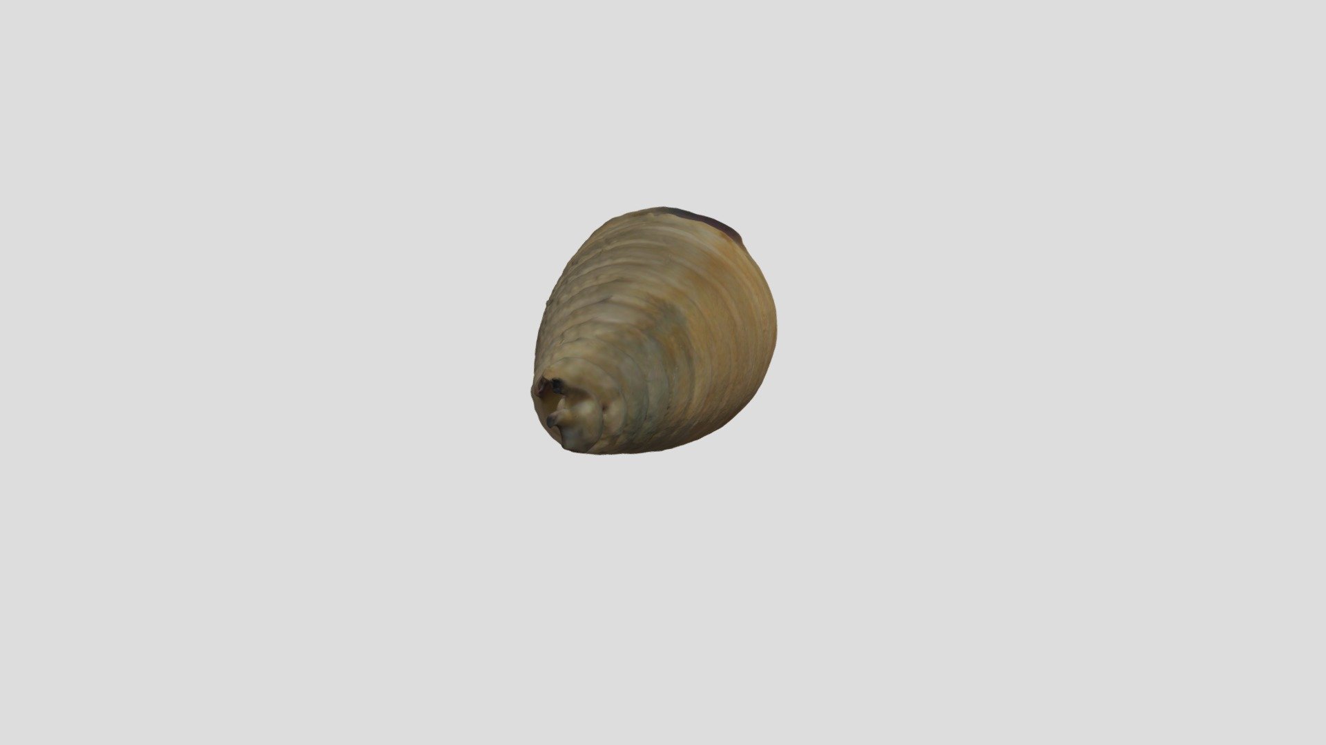 SeaShell - 3D model by UniSQ HIVE (@UniSQ_HIVE) [c105db4] - Sketchfab