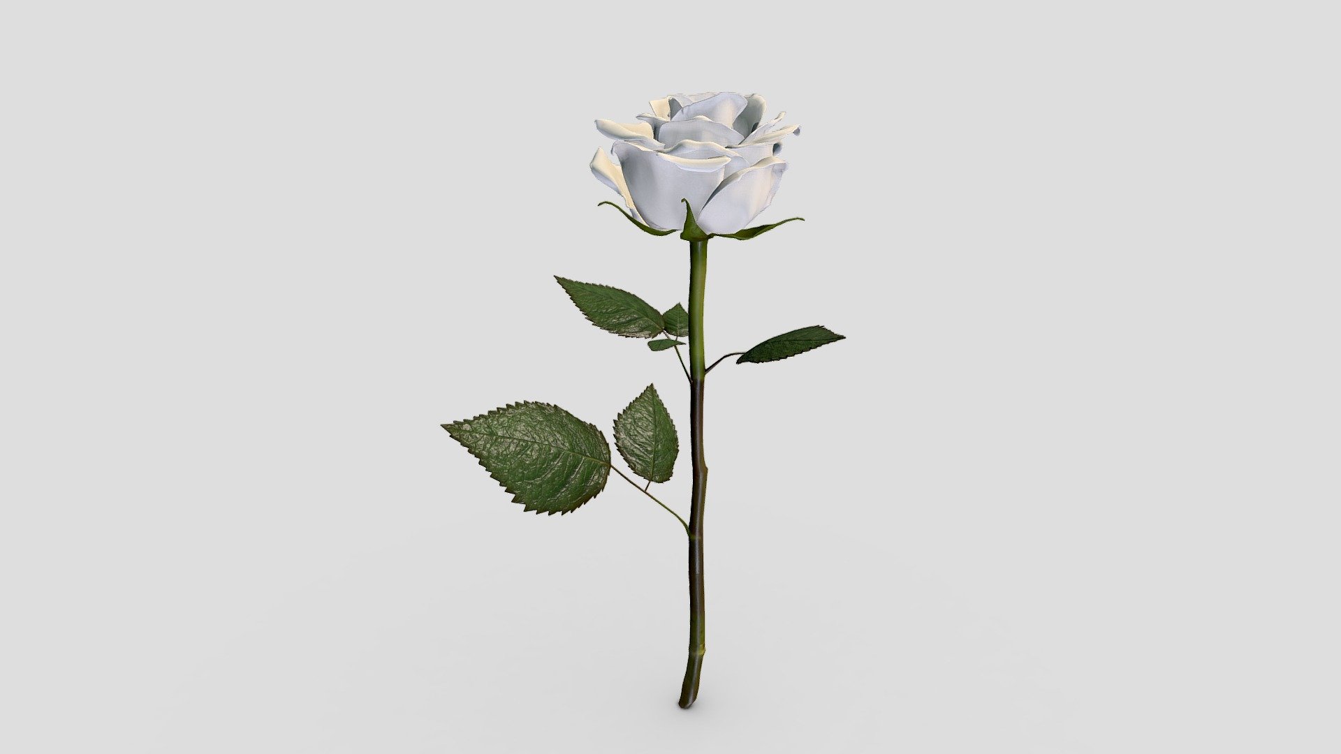 Single White Rose - Buy Royalty Free 3D model by CyberFox 3D Studio ...