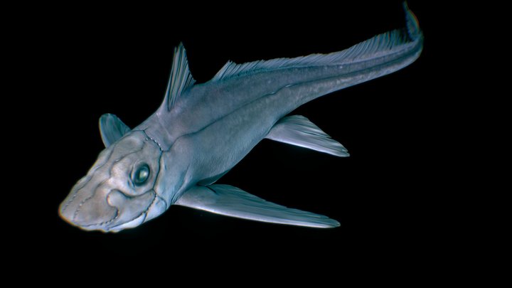 Fish 3D models - Sketchfab