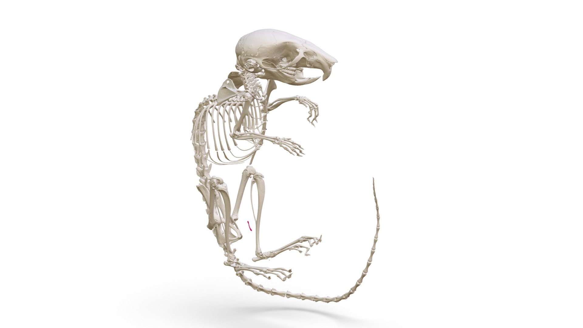 Apodemus uralensis (MSB:Mamm:249512) - 3D model by Biodiversity ...