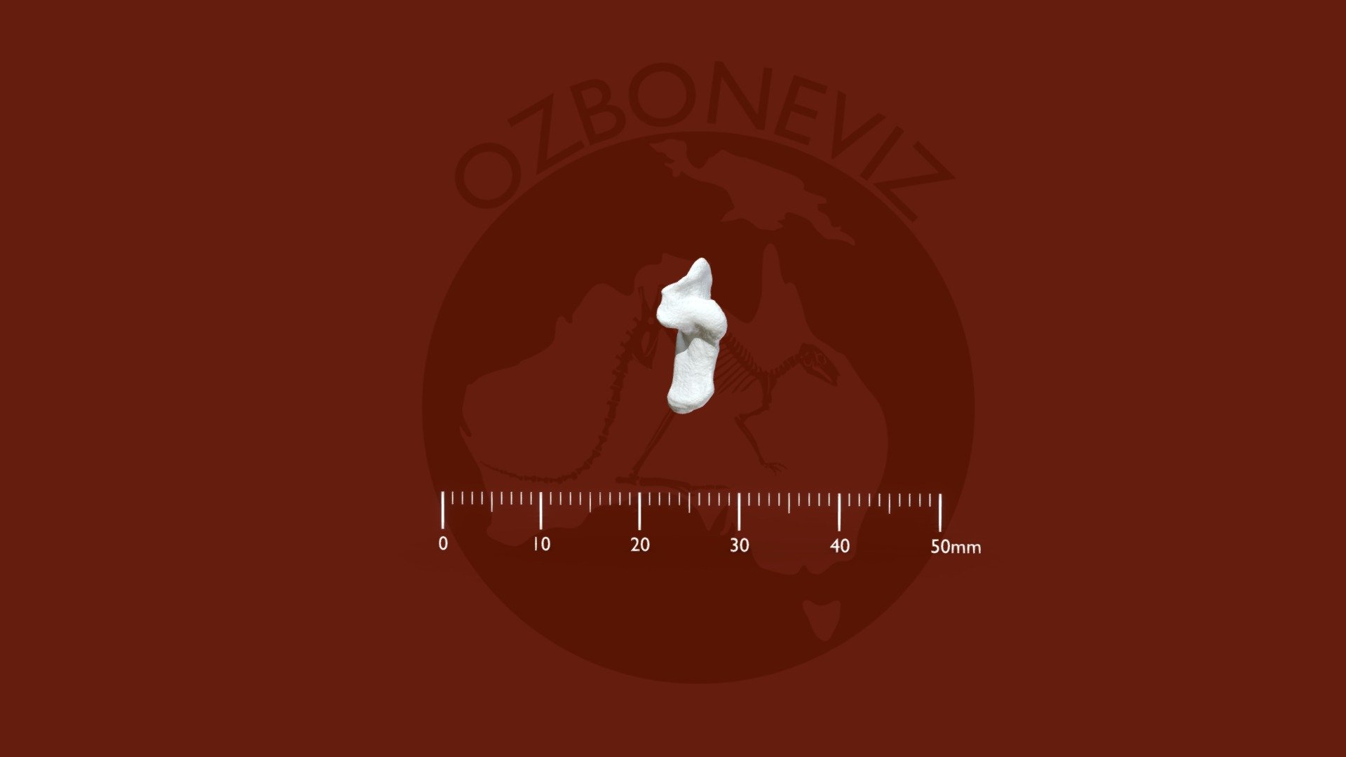 Eastern common cuscus calcaneus - 3D model by Ozboneviz [c116a08 ...