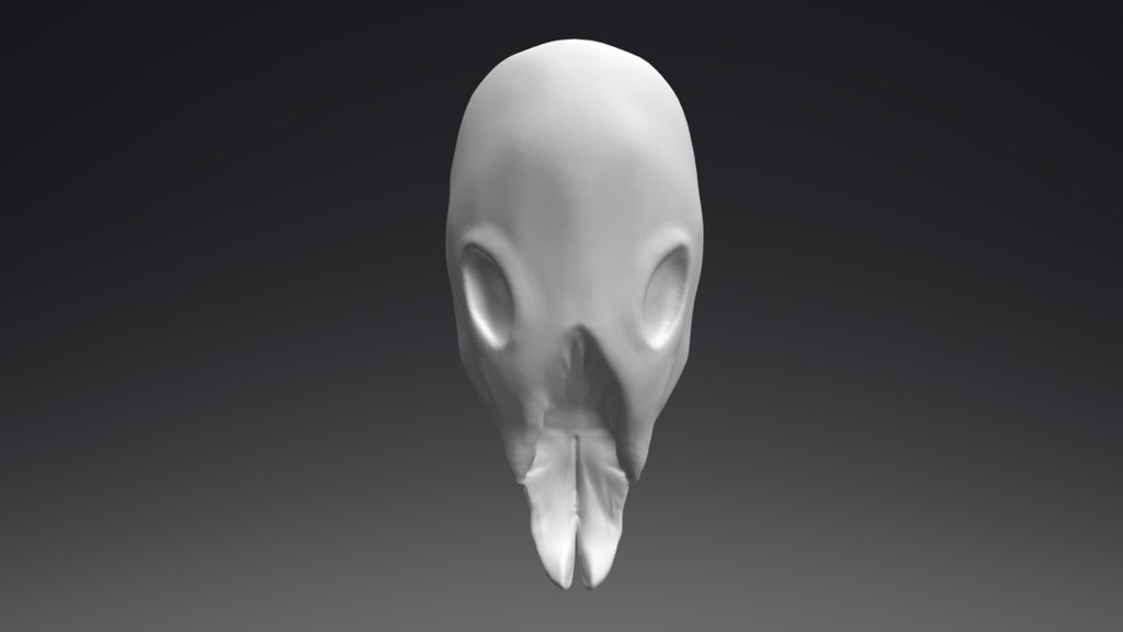 Skull 1 - 3D model by The Hazy Vagrant (@VagrantIndustries) [c11b530 ...