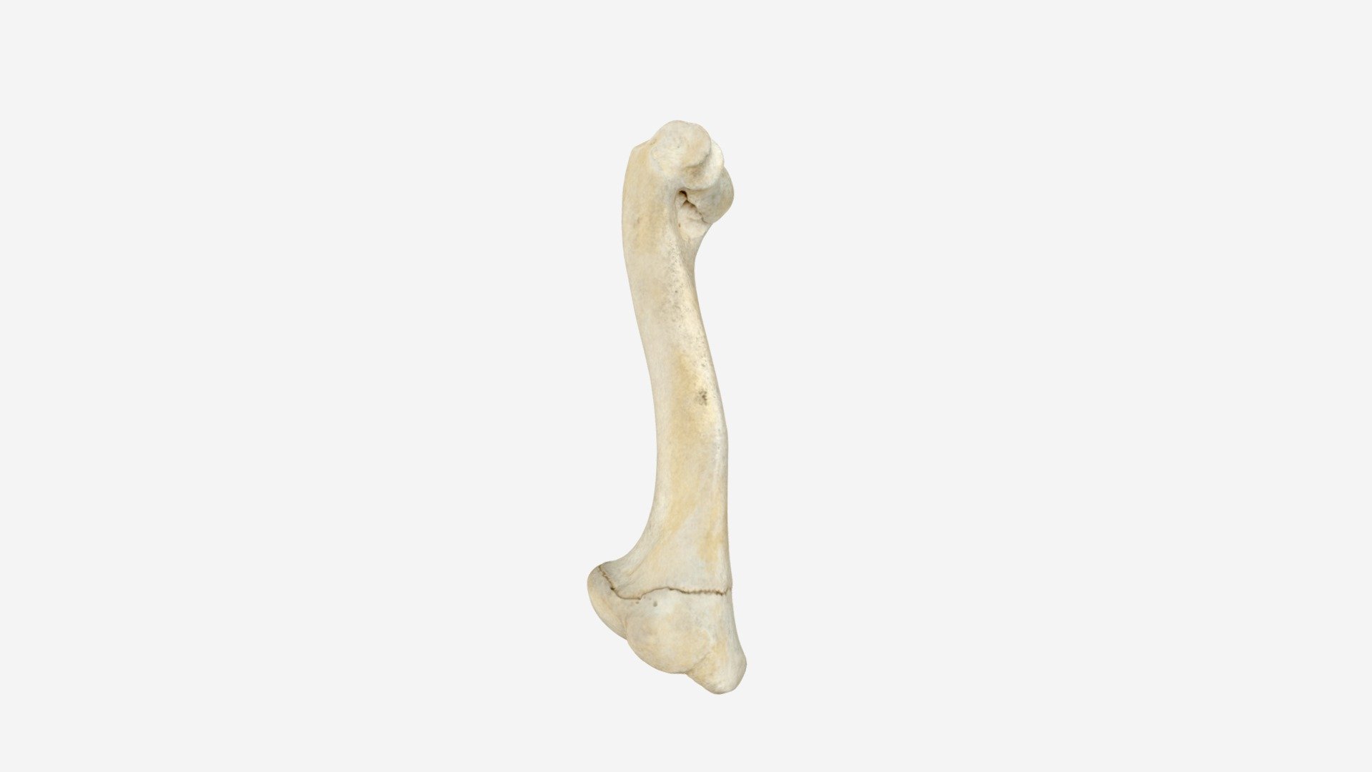 deer humerus final - 3D model by Emily Lucie (@elucie00) [c1223d1 ...