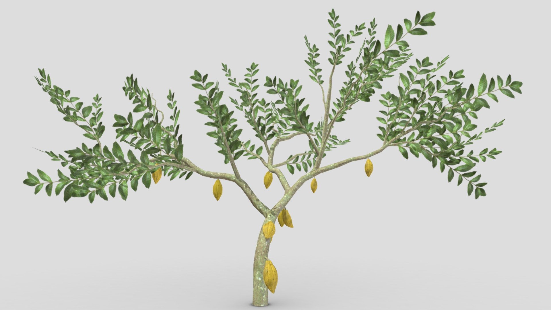 Cacao Tree(Yellow Fruit)- 02 - Buy Royalty Free 3D model by ASMA3D ...
