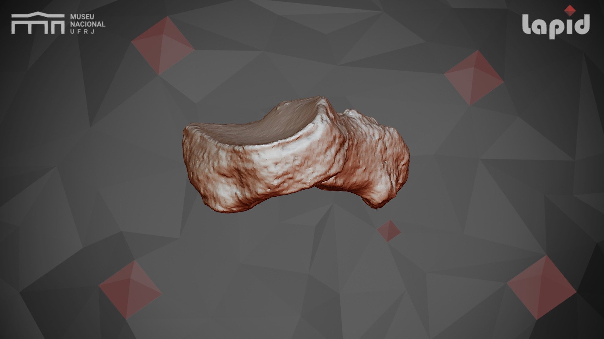 Xenorhinotherium navicular - 3D model by LAPID – Lab. Processamento de ...