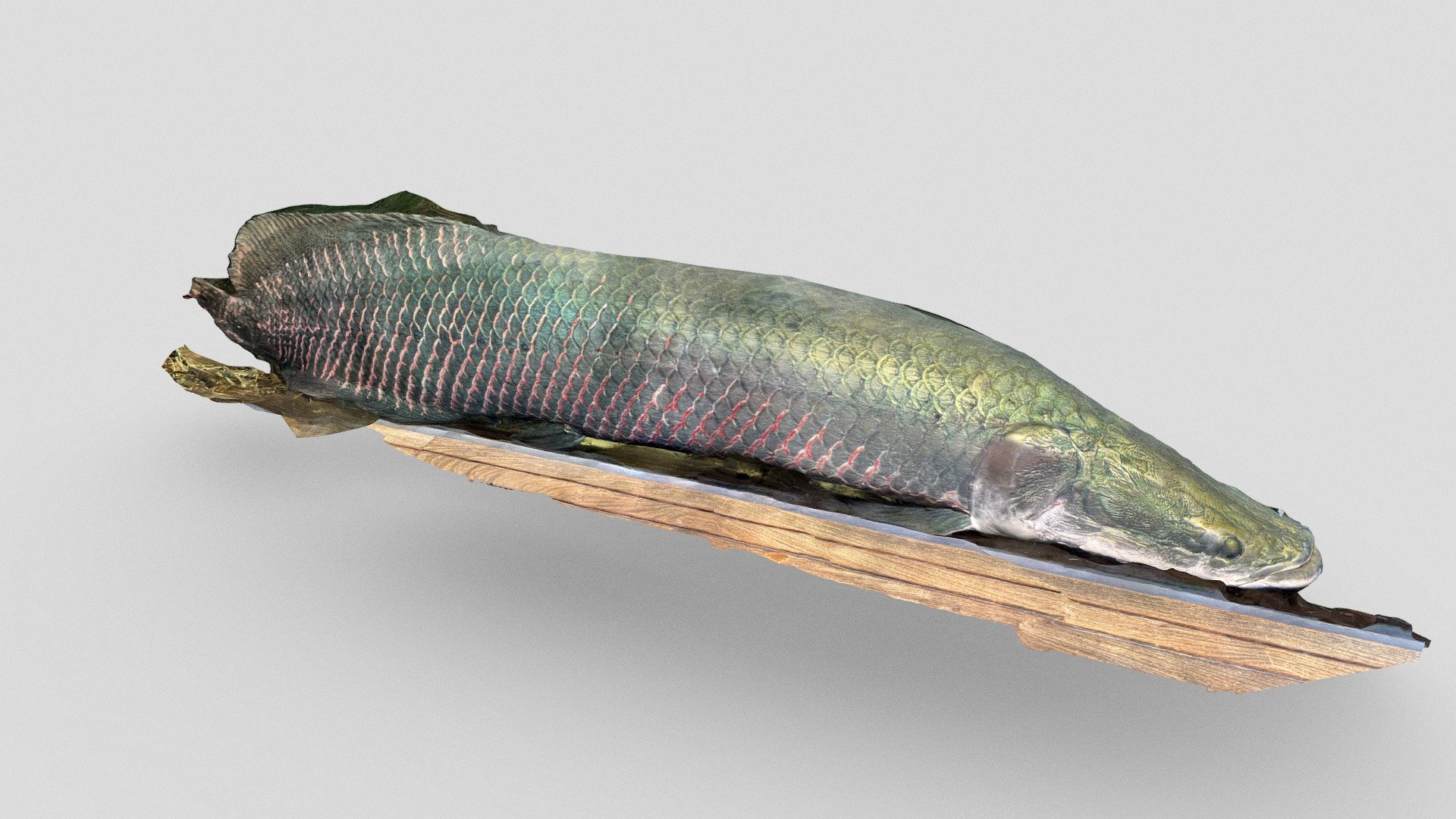 Humongous tropical fish, Cal. Academy of Science - Download Free 3D ...