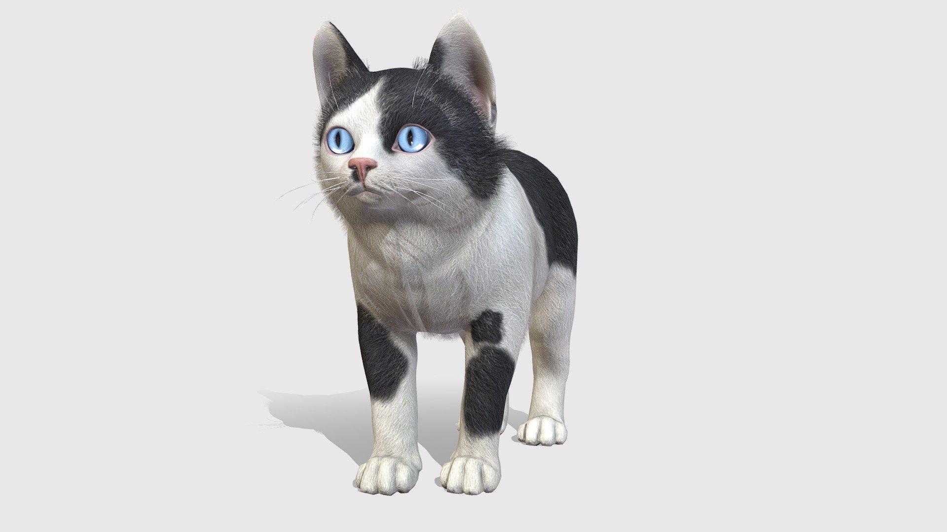 Kitten - Simple - Buy Royalty Free 3D model by RedDeer (@billl90 ...