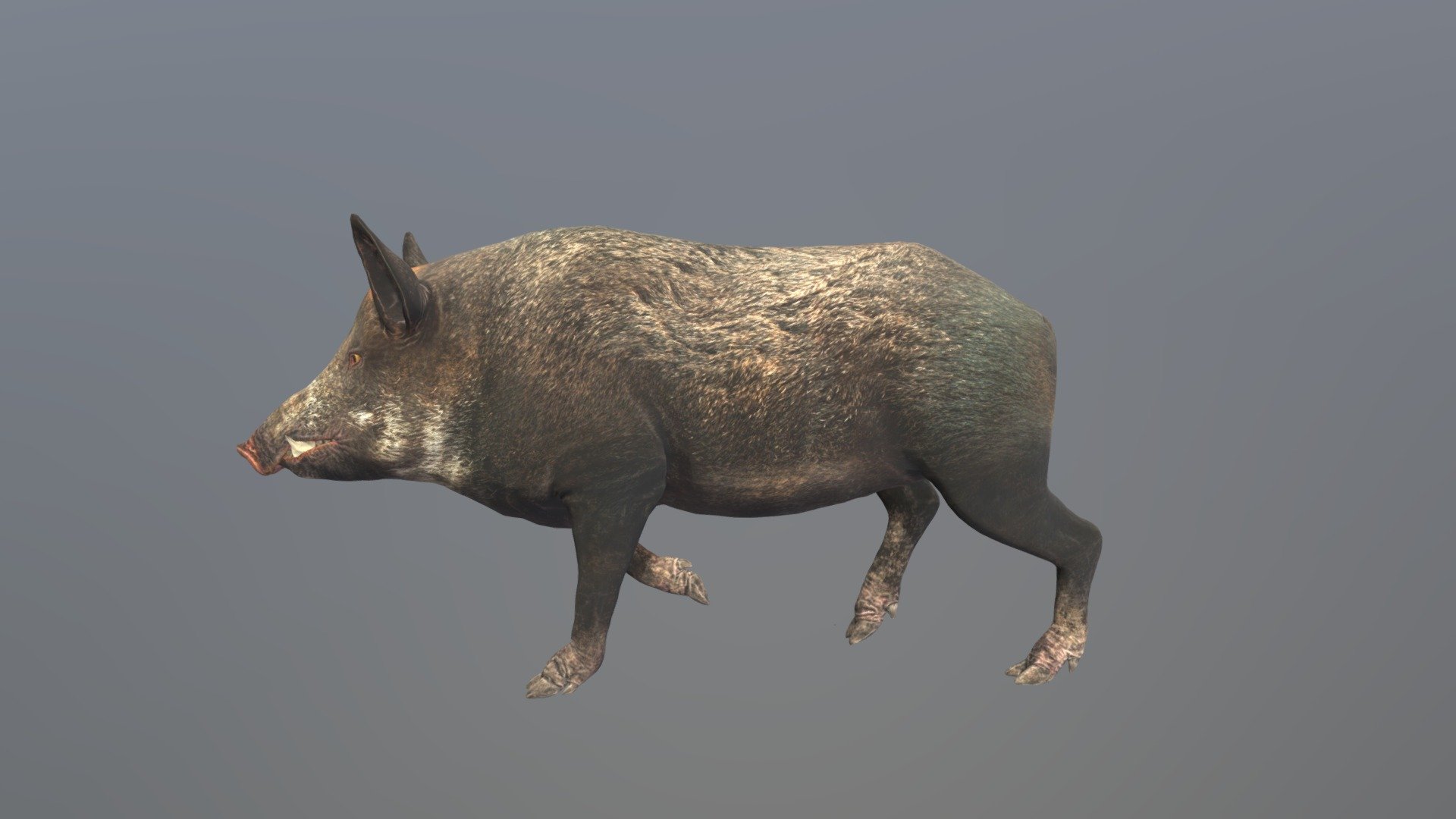 wild boar from COTW game - Download Free 3D model by Game-animal ripper ...