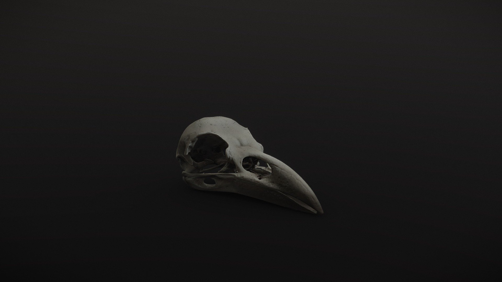 Raven Skull - Clean scan - Download Free 3D model by Kapoff [c13aa4c ...