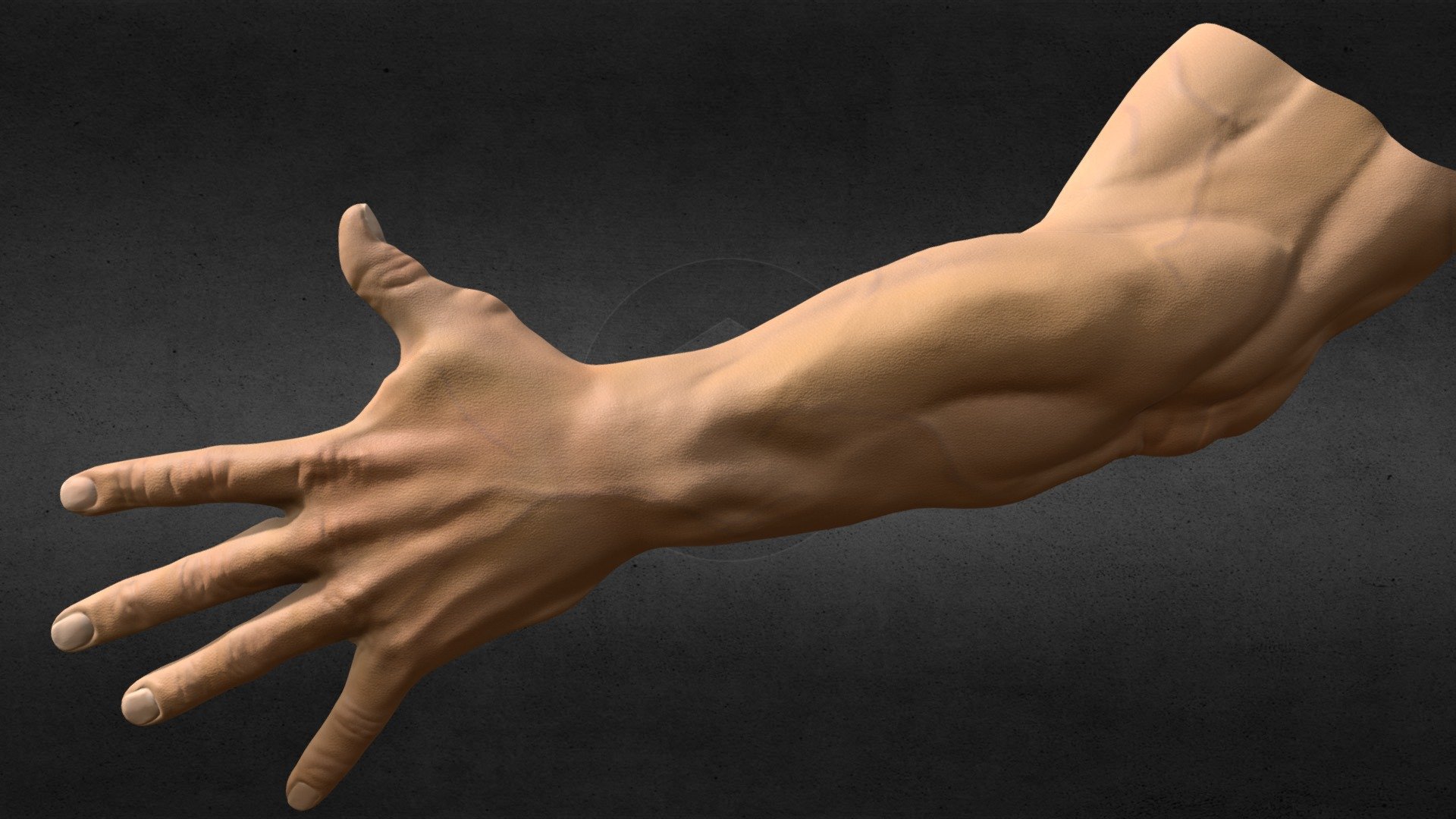 Hand - Download Free 3D model by Sololopenko [c13c018] - Sketchfab