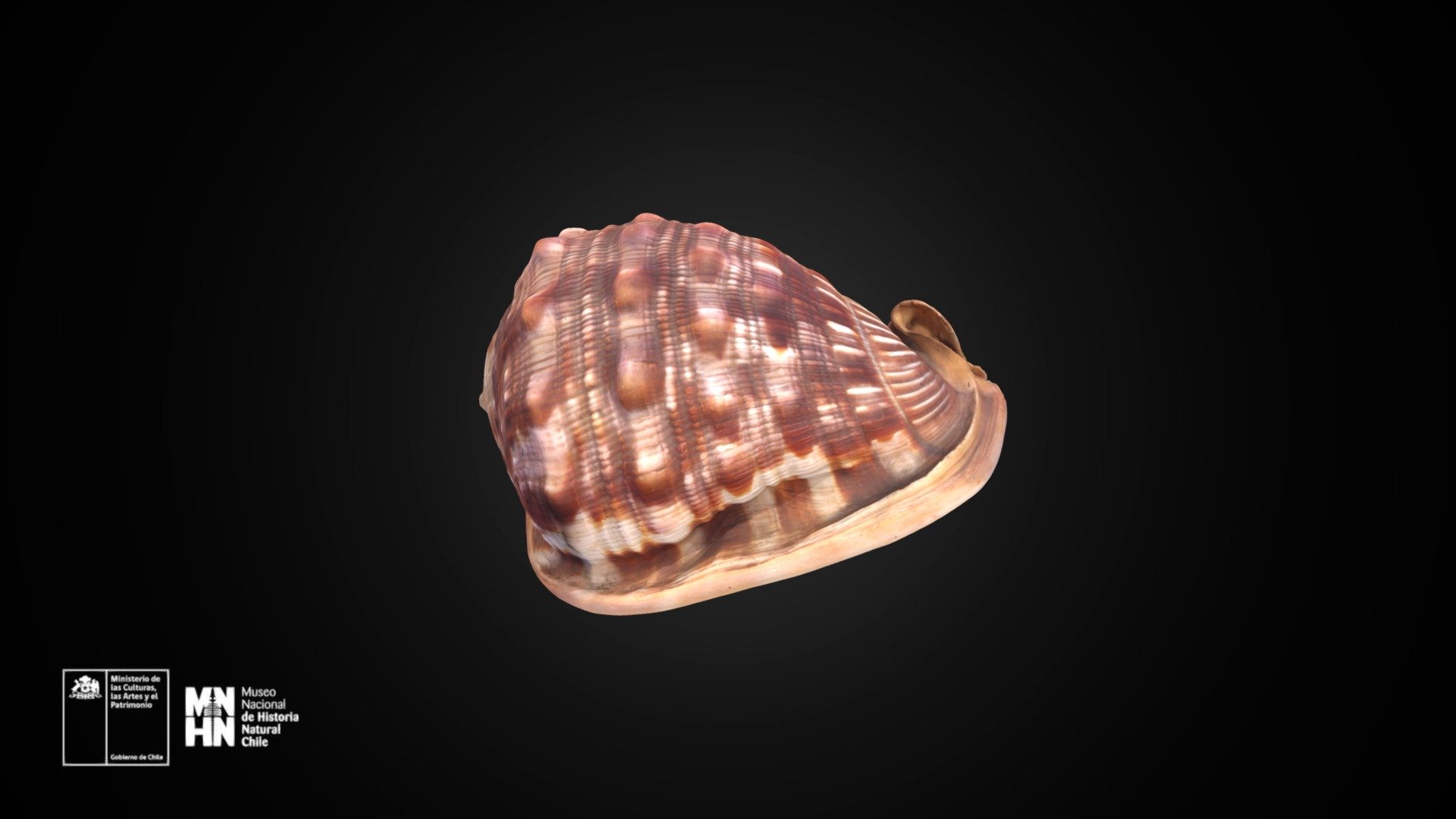 Cypraecassis rufa (Linnaeus, 1758) - Download Free 3D model by Museo ...