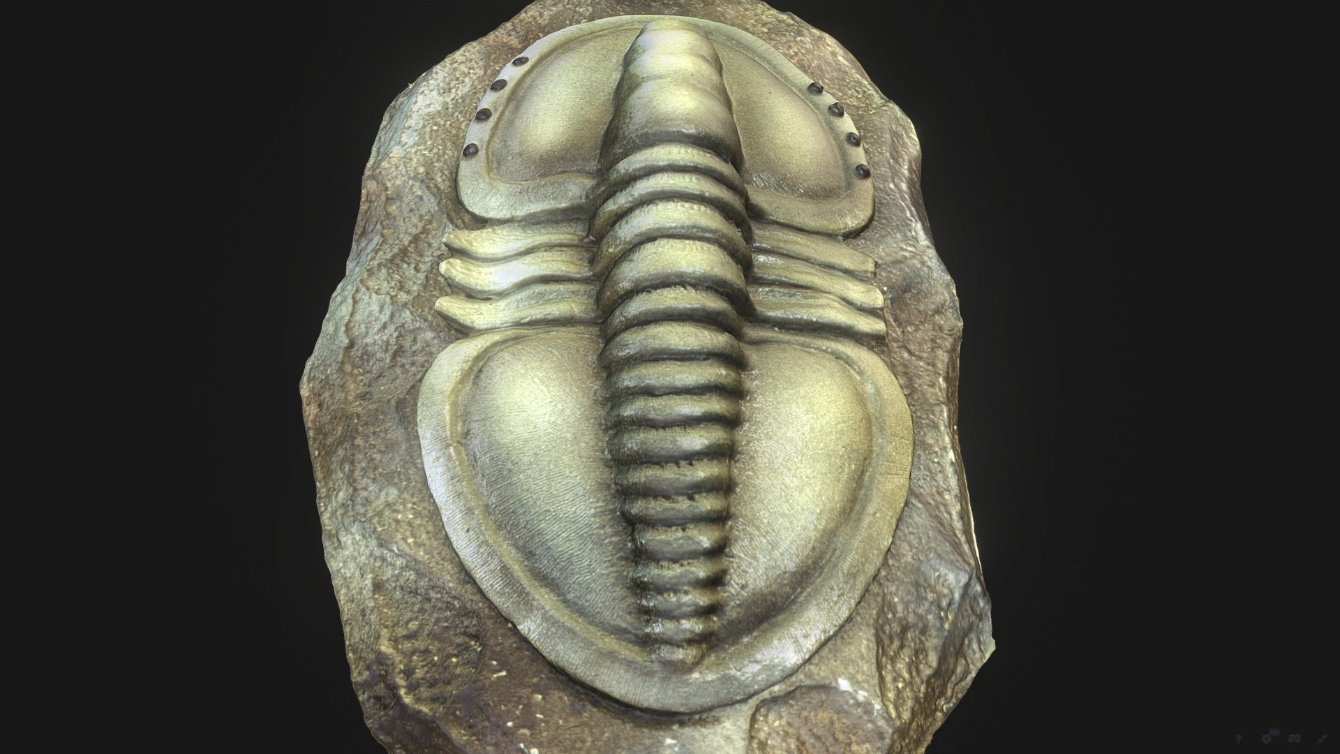 Трилобитообразные Ampyx sp. - Download Free 3D model by darwinmuseum.ru ...
