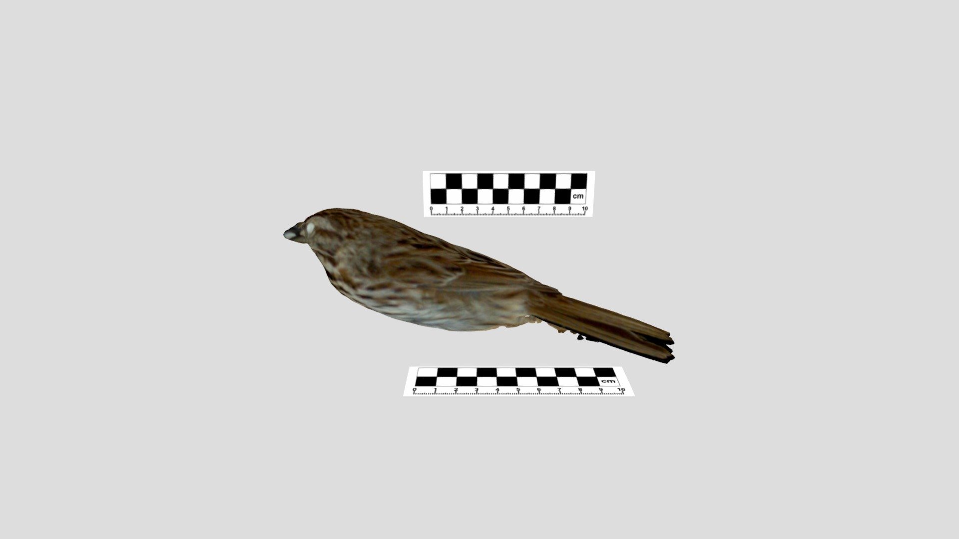 Bird_Ruler_Trial - Download Free 3D model by Boston College Digital ...