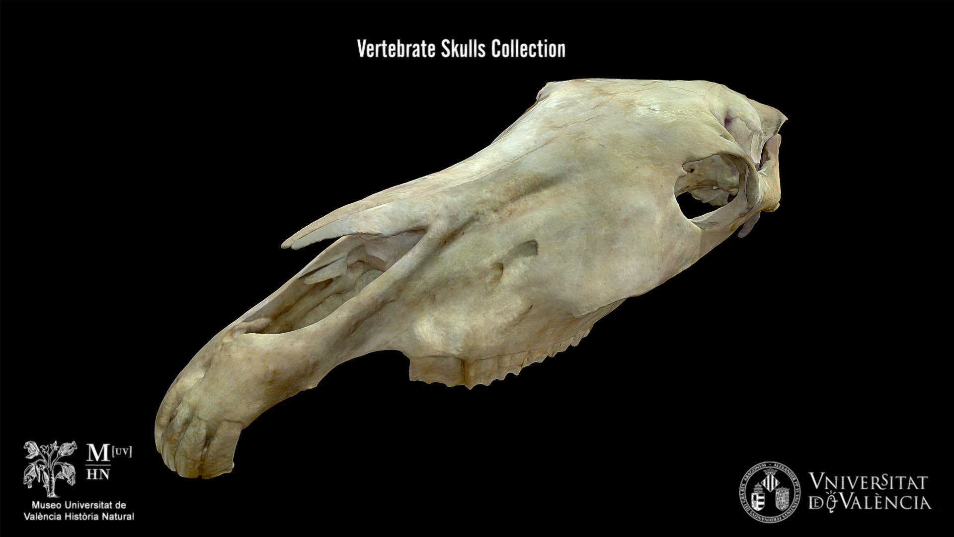 Horse "𝙀𝙦𝙪𝙪𝙨 𝙛𝙚𝙧𝙪𝙨 𝙘𝙖𝙗𝙖𝙡𝙡𝙪𝙨" - Download Free 3D model by Museo [UV ...