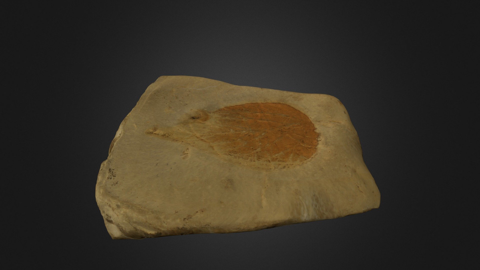 BIRCH LEAF FOSSIL - 3D model by 3D Fossils (@conqueror78) [c143b6c ...