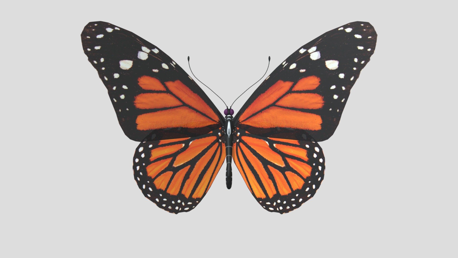 Monarch Butterfly - Download Free 3D model by victorberdugo1 [c147ba0 ...