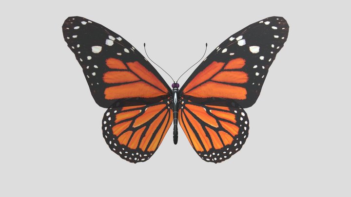 Butterfly 3D models - Sketchfab