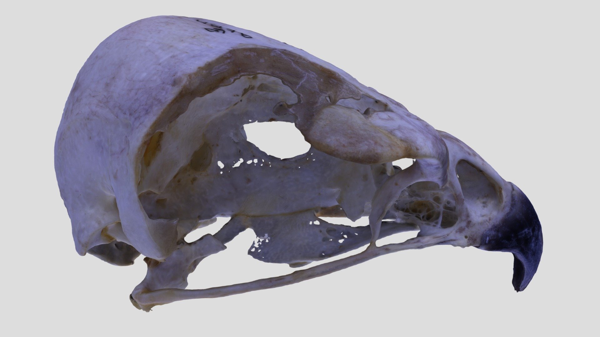 UWYMV:Bird:4278,B. lagopus sanctijohannis,Crania - Download Free 3D ...