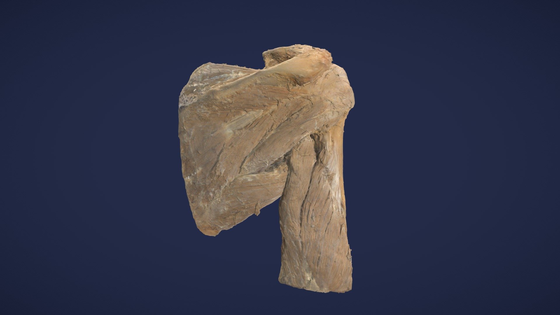 Rotatorenmanschette - Rotator cuff - 3D model by Institute of Anatomy ...