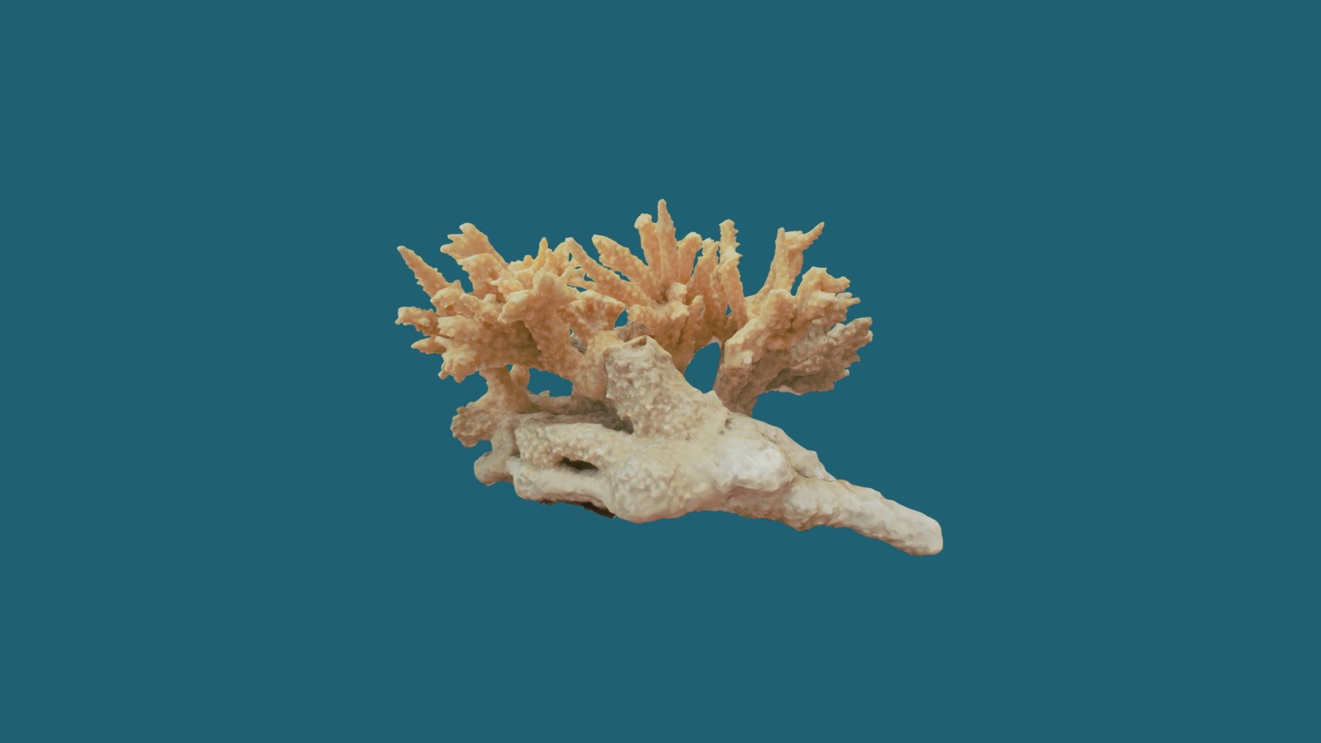 Modern Coral - 3D model by Youbie's Collection (@dhutchinson22 ...