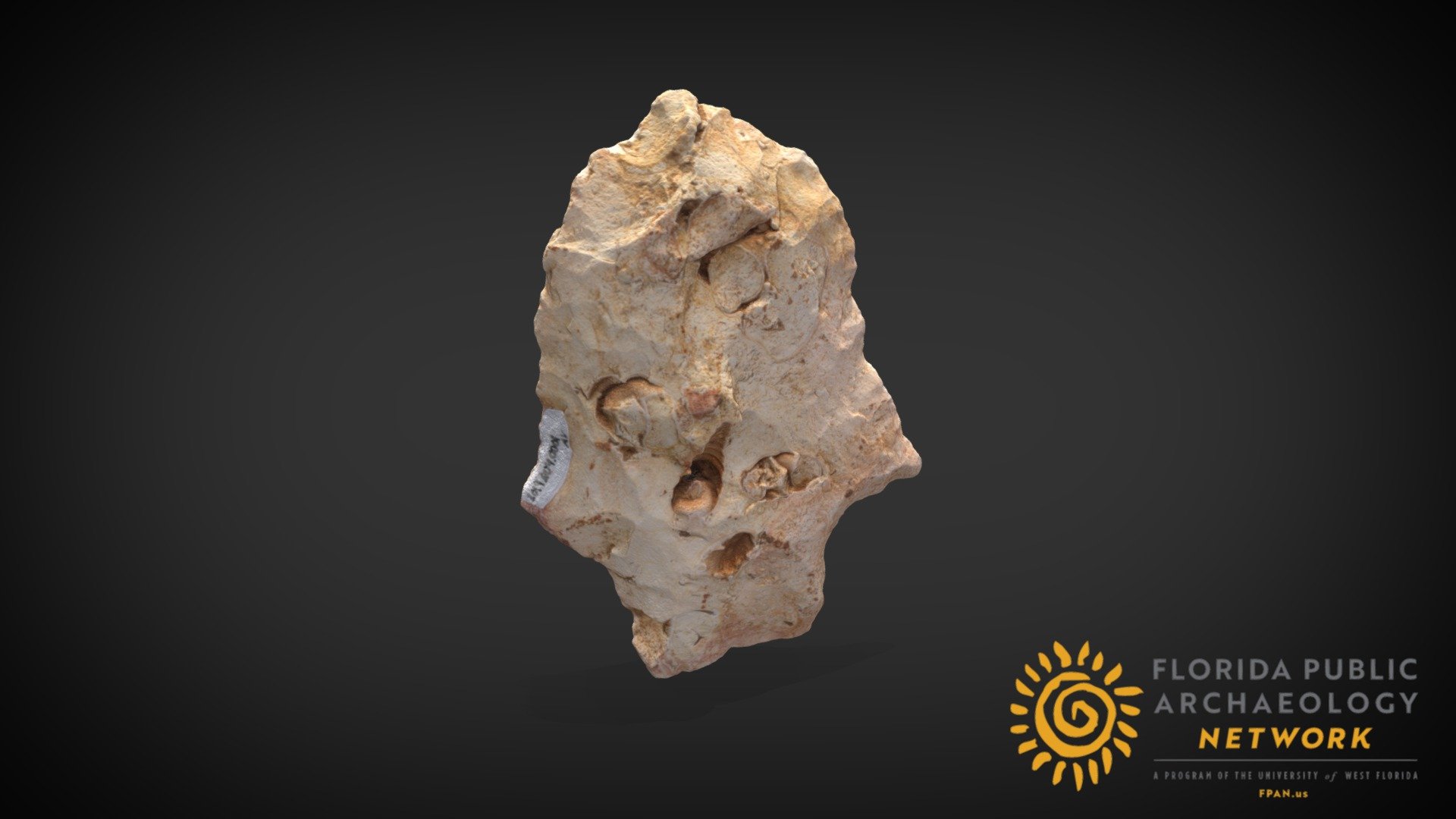 Agatized Coral Projectile Point - Download Free 3D model by Florida ...