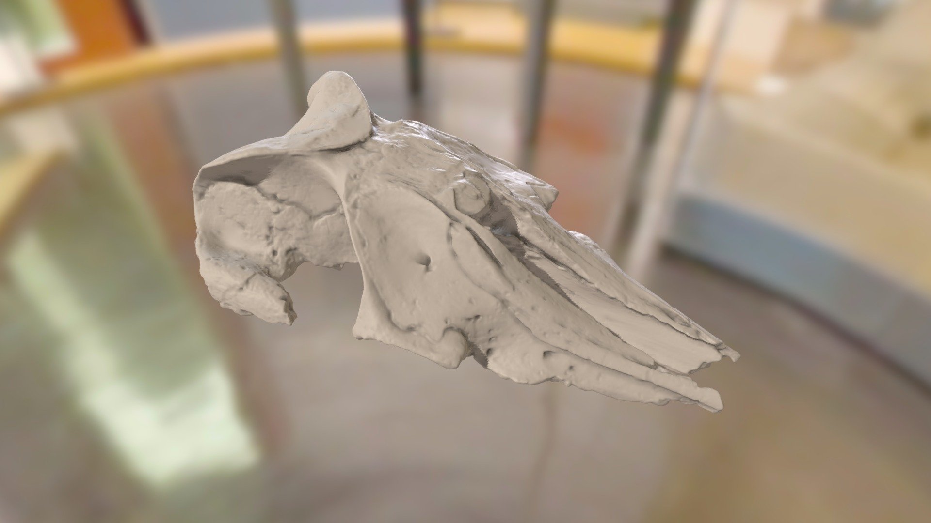 ChM PV5852 - Agorophius Skull - Download Free 3D model by The ...