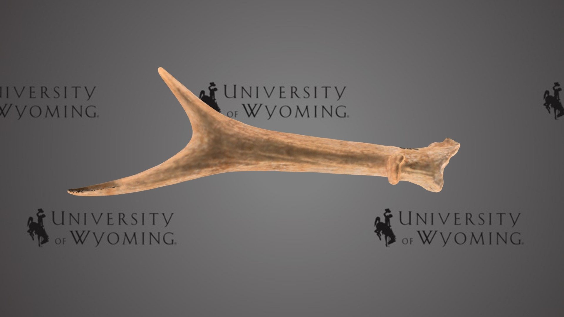UW 43951 - Merycodus sp., Horn Core - Download Free 3D model by ...