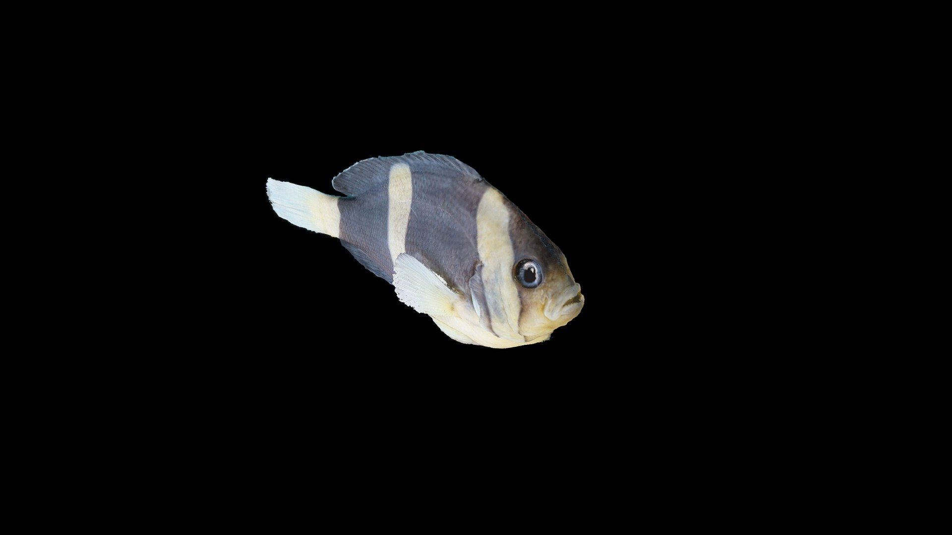 Fish 3 - 3D model by Hue Museum of Heritages (@hue-museum-of-heritages ...