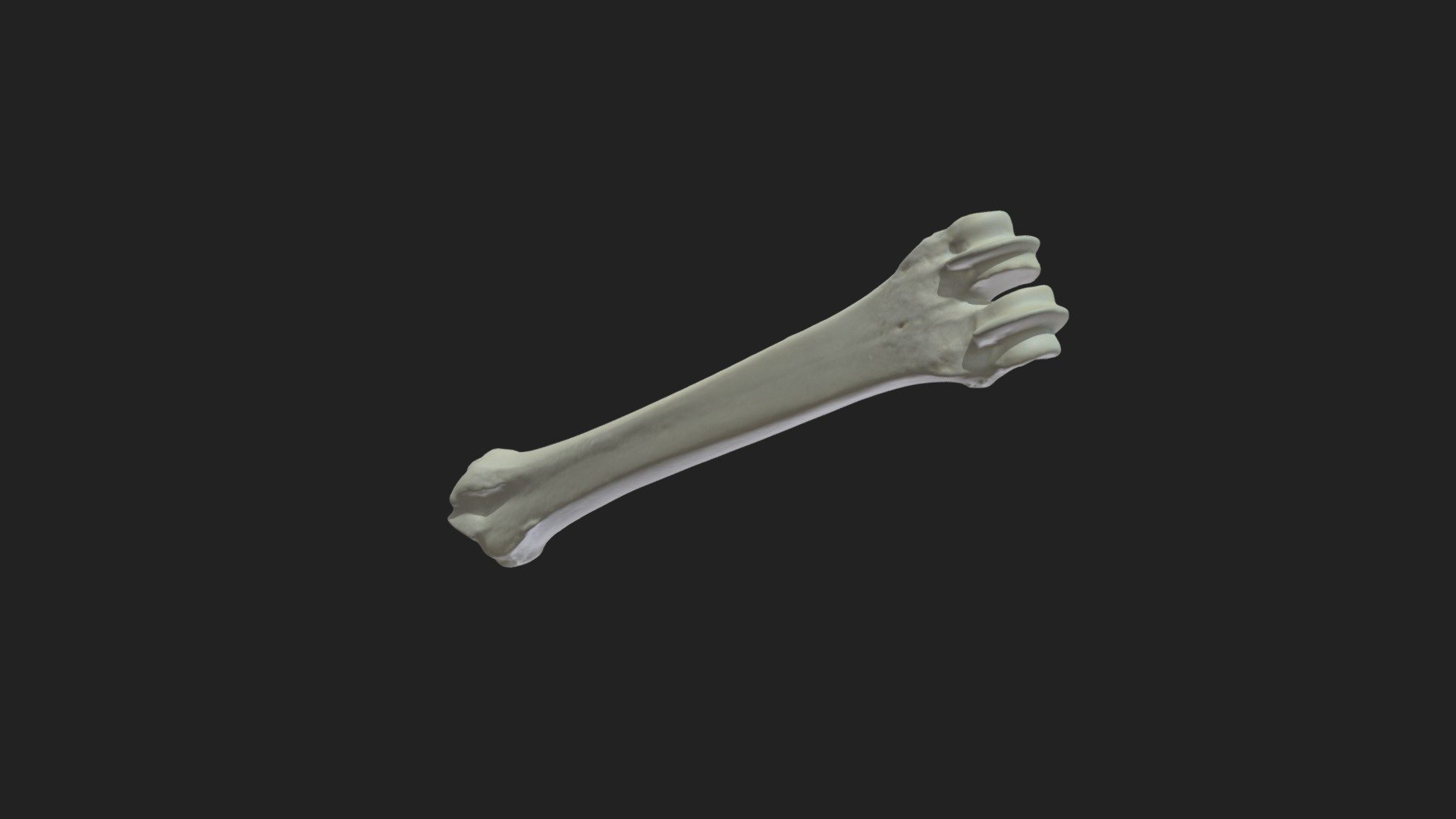metatarsal bones (ossa metatarsalia) goat - 3D model by vetanatMunich ...