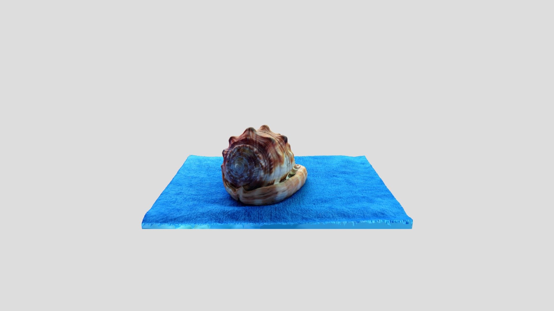 conch scan - Download Free 3D model by ktgijgkgdusimn [c17742e] - Sketchfab