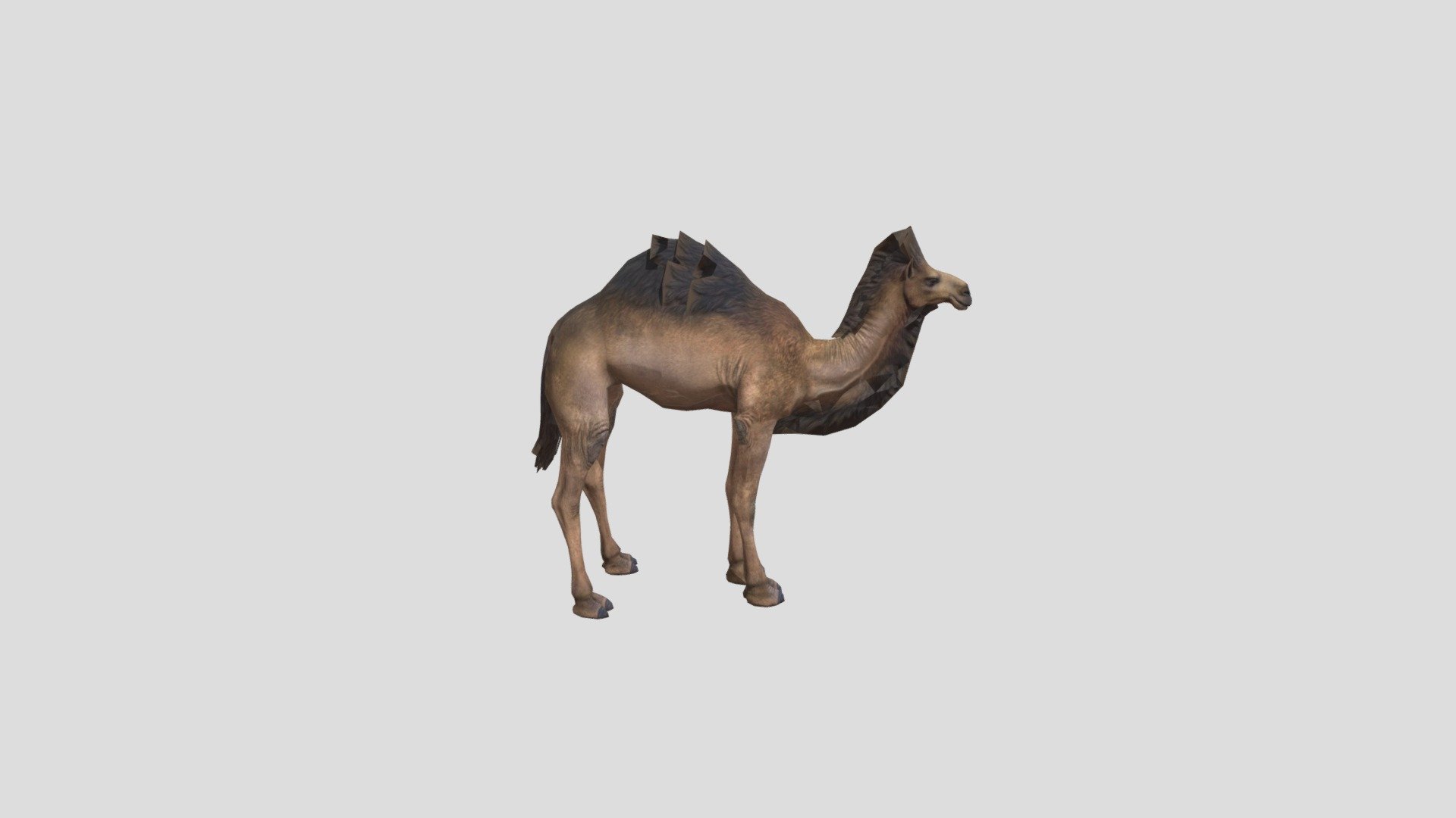 Camel - Idle animation - Download Free 3D model by Lahcen.el [c179055 ...
