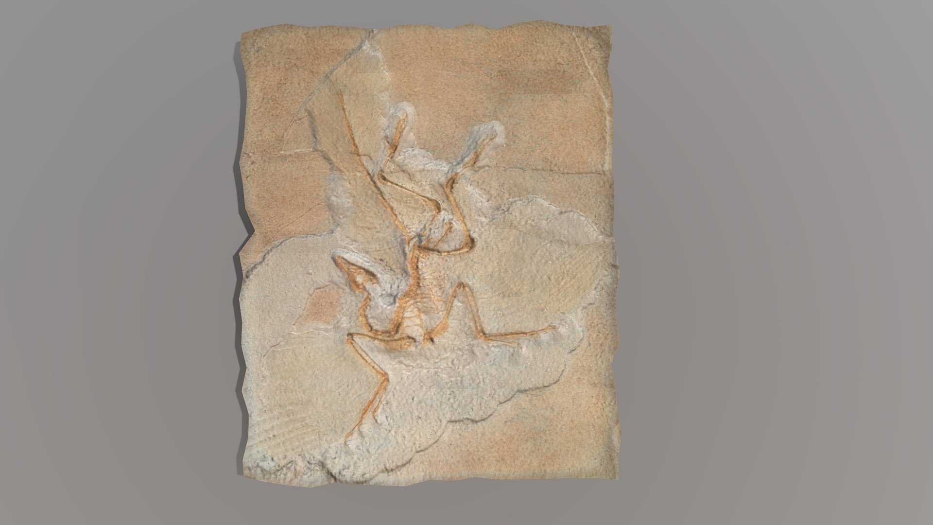 Dinosaur Fossil - Download Free 3D model by PionX [c181bc7] - Sketchfab