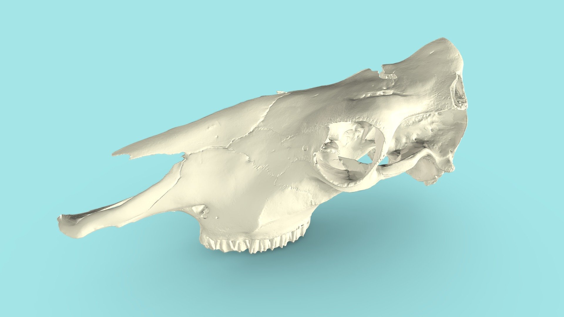 Choanen Rind - 3D model by FU Berlin Veterinary Anatomy ...