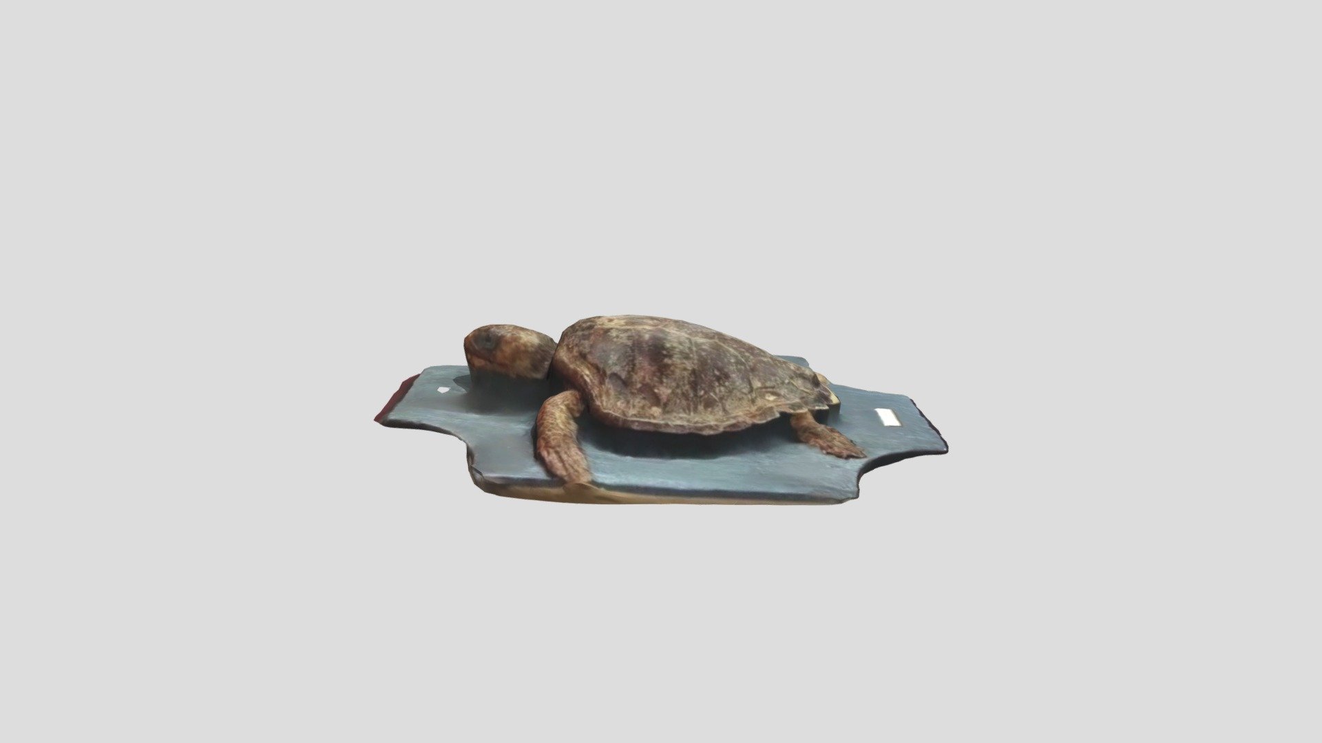 Tortuga - 3D model by rparrol0606 (@chamoylover) [c18eaef] - Sketchfab