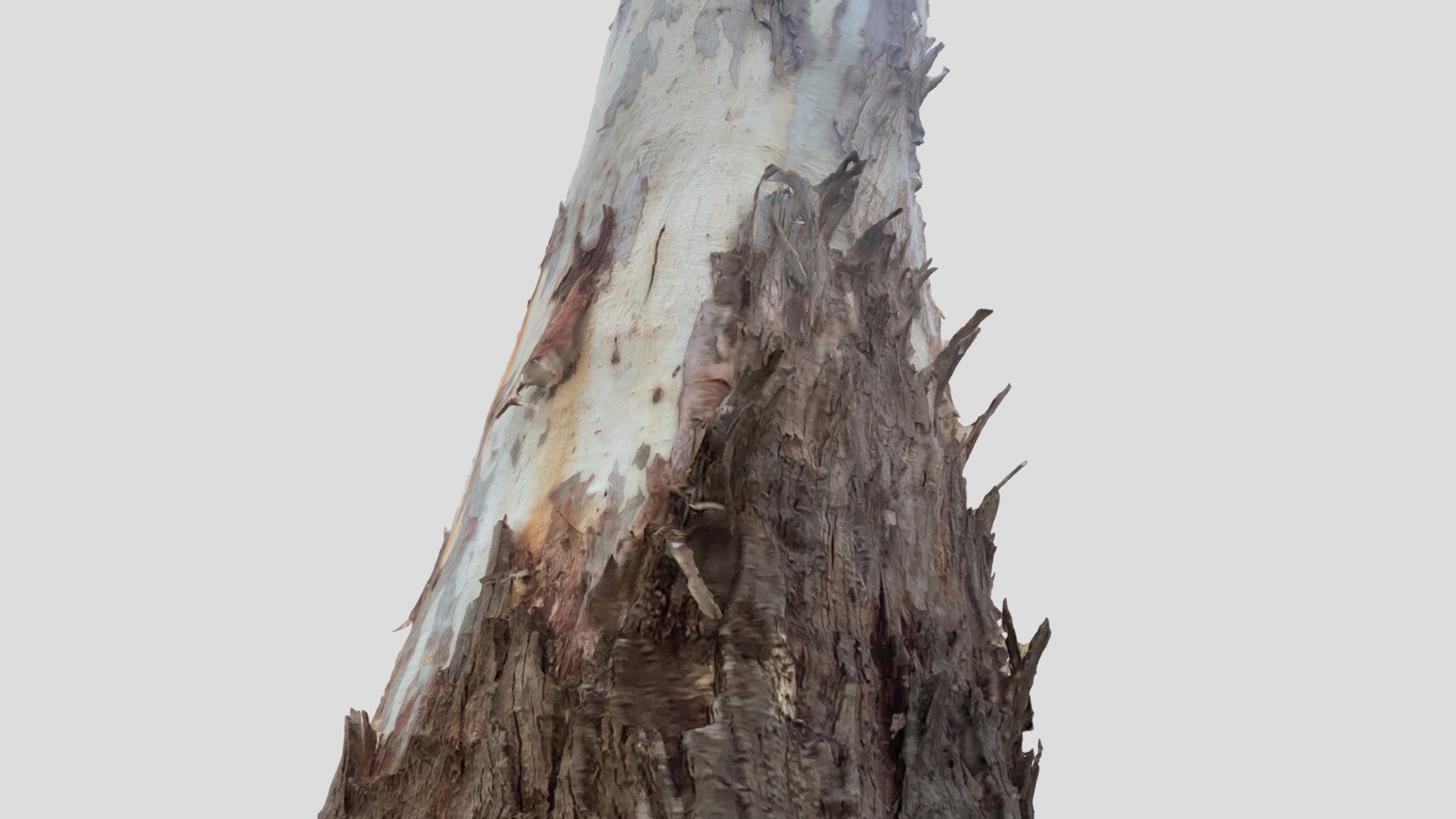 Gum Tree 4 - Download Free 3D model by MattMakesSwords - Scans ...