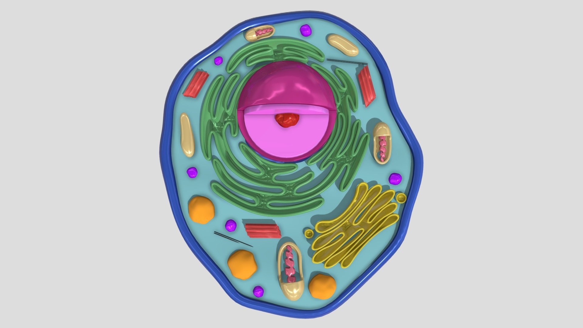 Celula animal V01 - 3D model by Oskeiry Pérez (@oskeyriperez) [c195402 ...