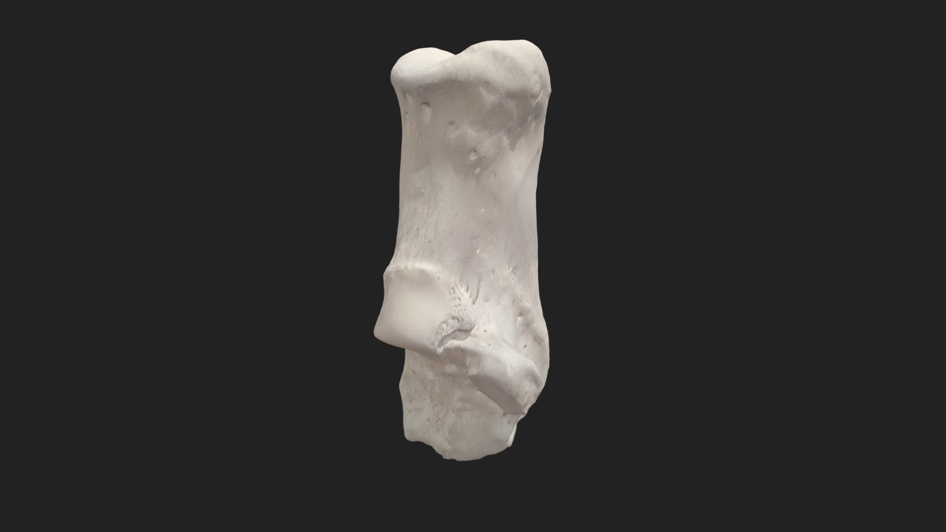 heel bone (calcaneus) dog - 3D model by vetanatMunich [c1986f1] - Sketchfab