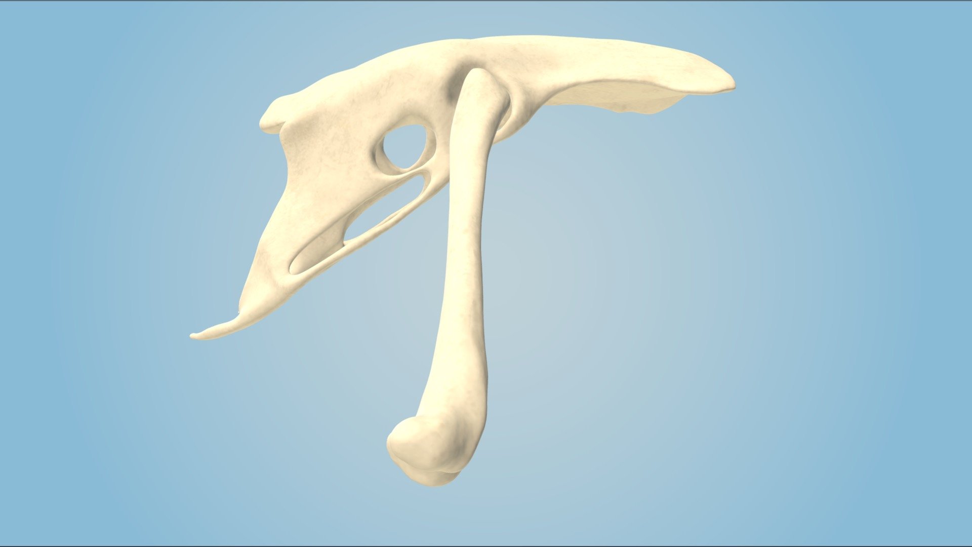 Parrot Pelvis and Femur - 3D model by ERC [c198a8e] - Sketchfab