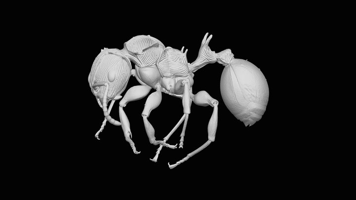 Micro-ct-scan 3D models - Sketchfab