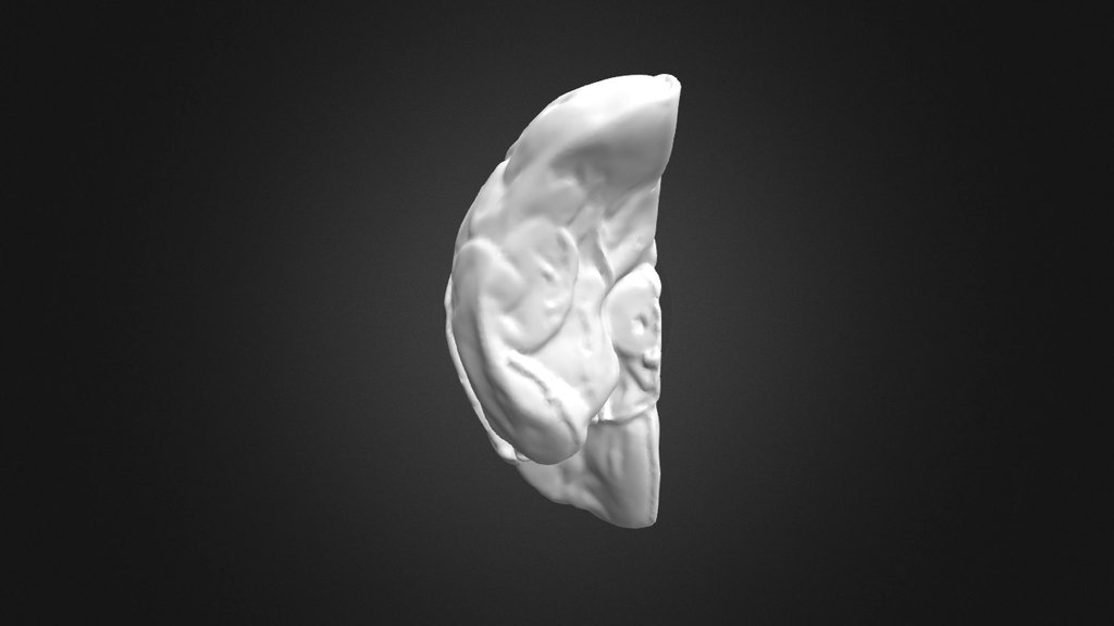 Clay Adams Brain - Left Hemisphere - Download Free 3D model by Ingenium ...
