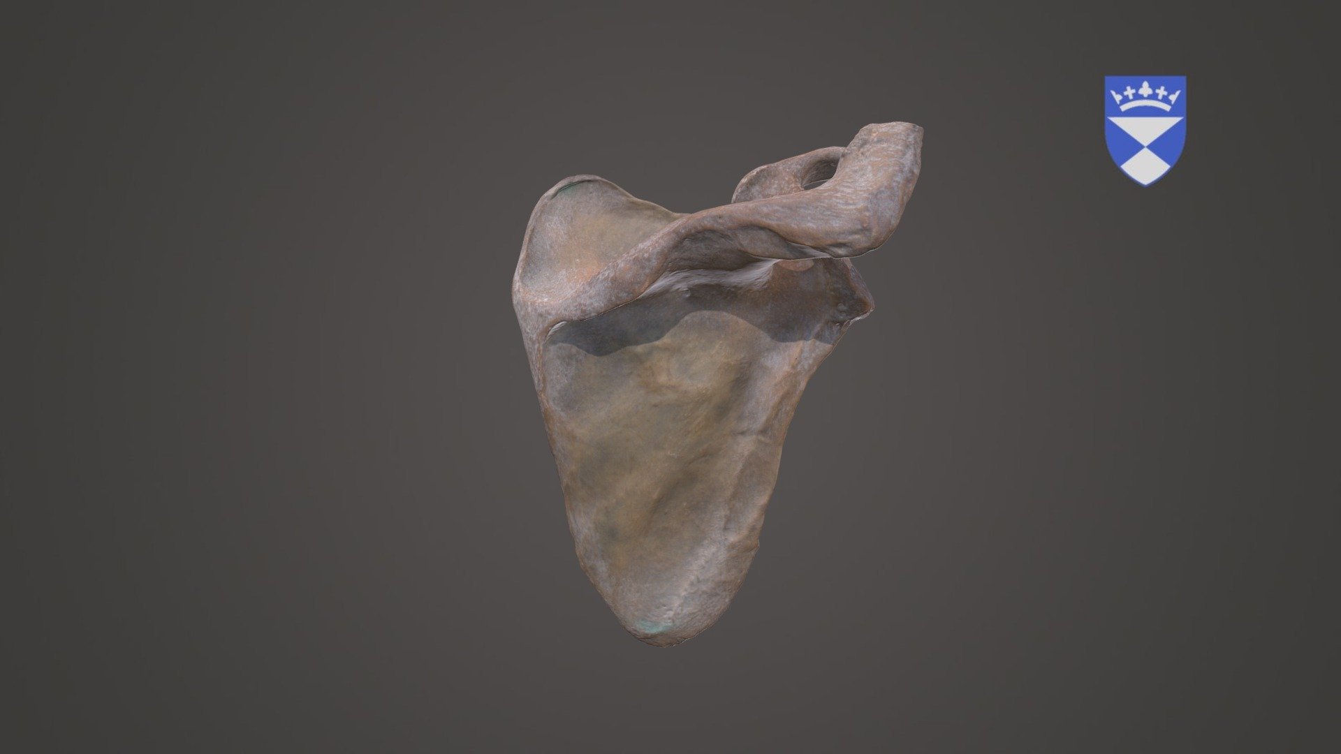 Scapula - 3D model by University of Dundee, CAHID (@anatomy_dundee ...
