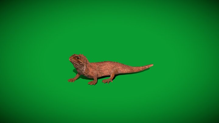 Lizard 3D models - Sketchfab