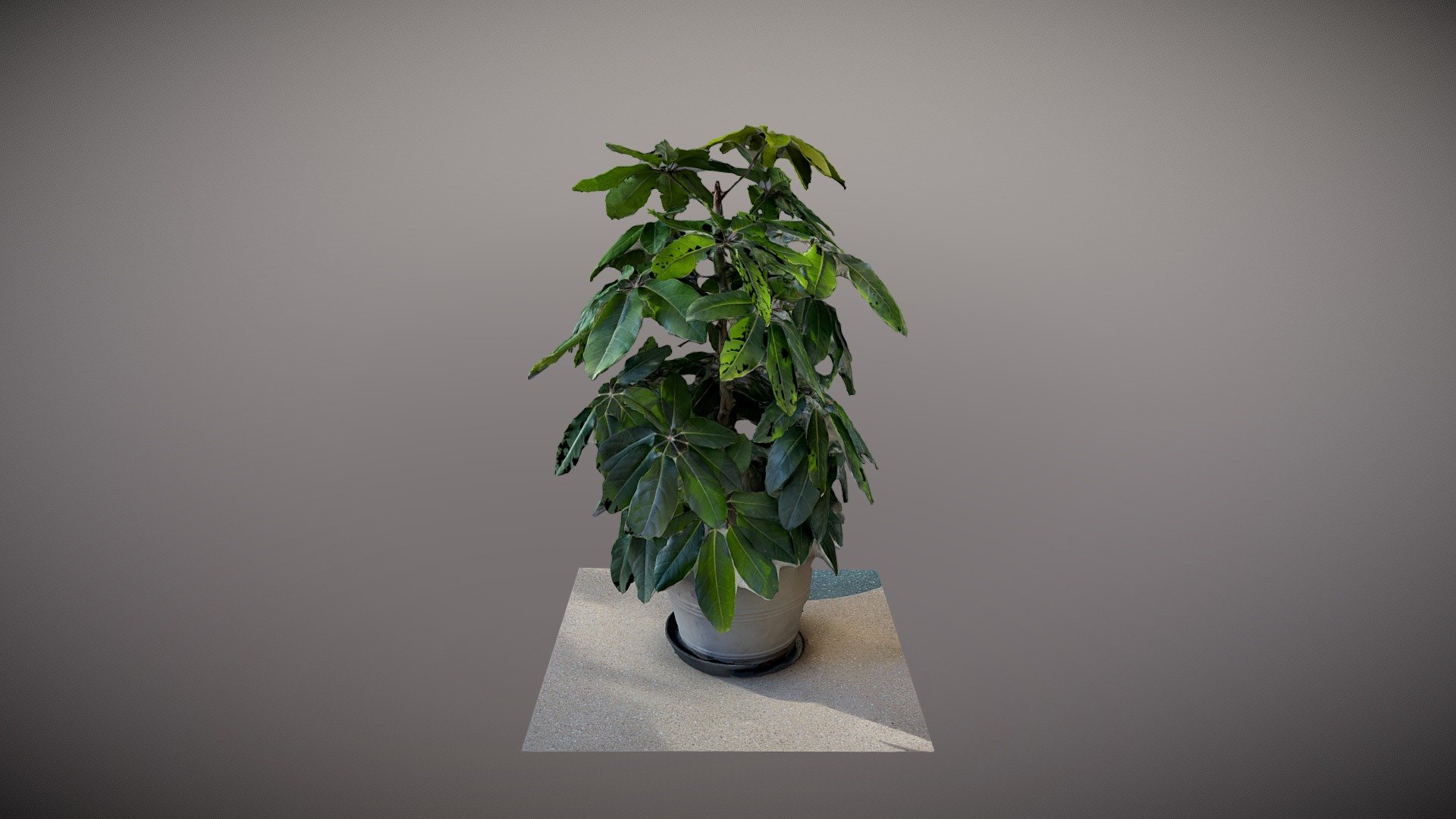 Common Plant - 3D model by cryptoisaac [c1a22d6] - Sketchfab