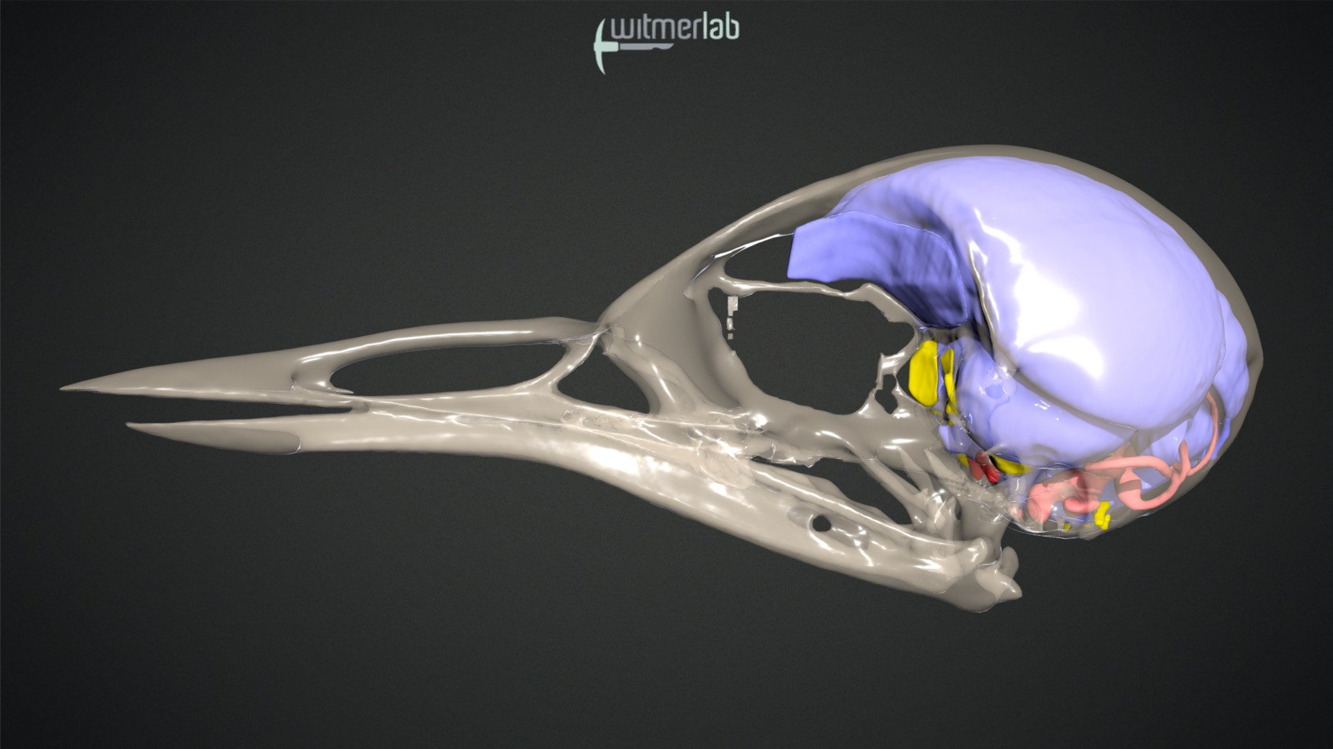 American dipper - skull & brain endocast - Download Free 3D model by ...