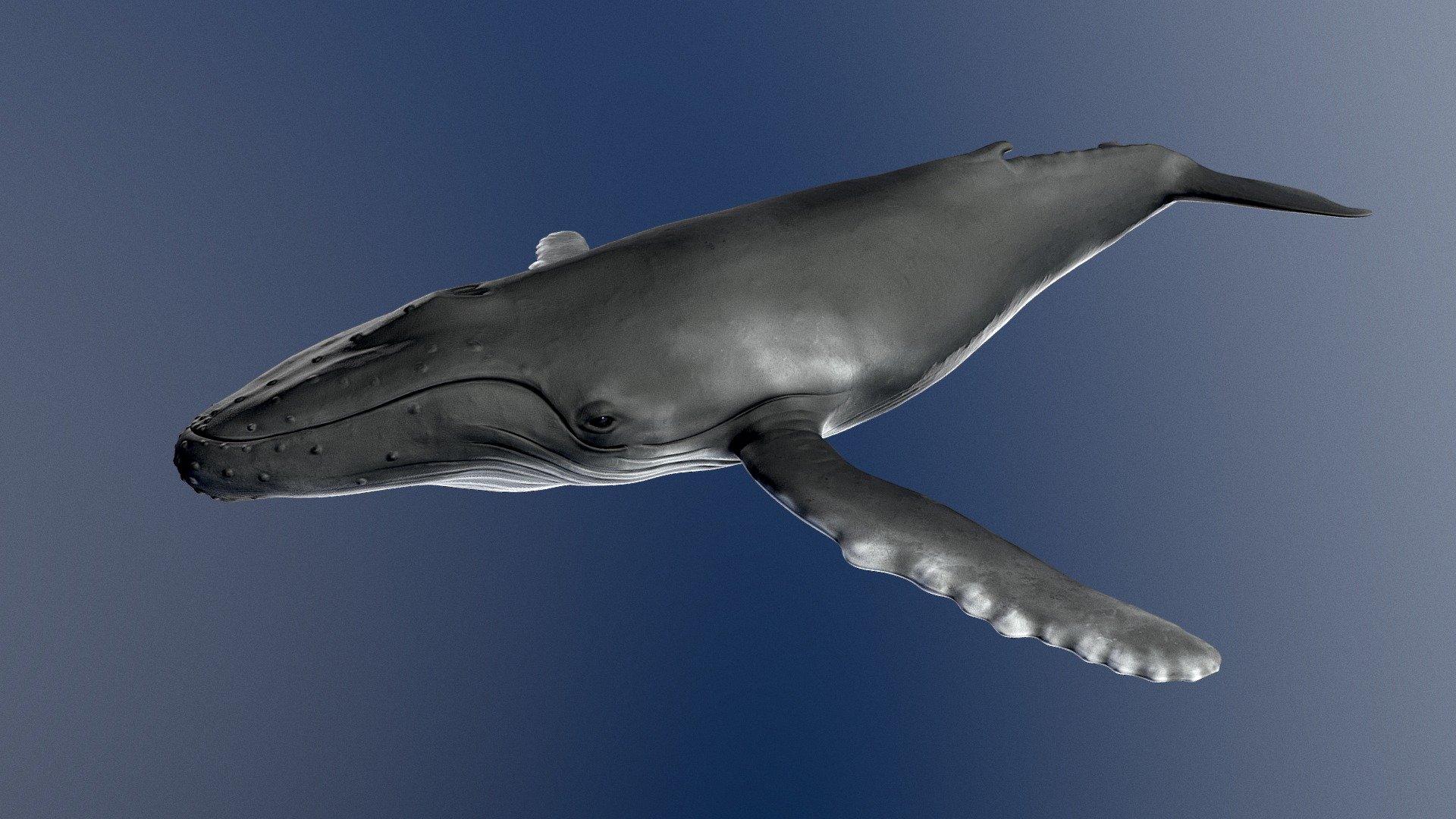 Model 102A - Juvenile Humpback Whale - Download Free 3D model by ...