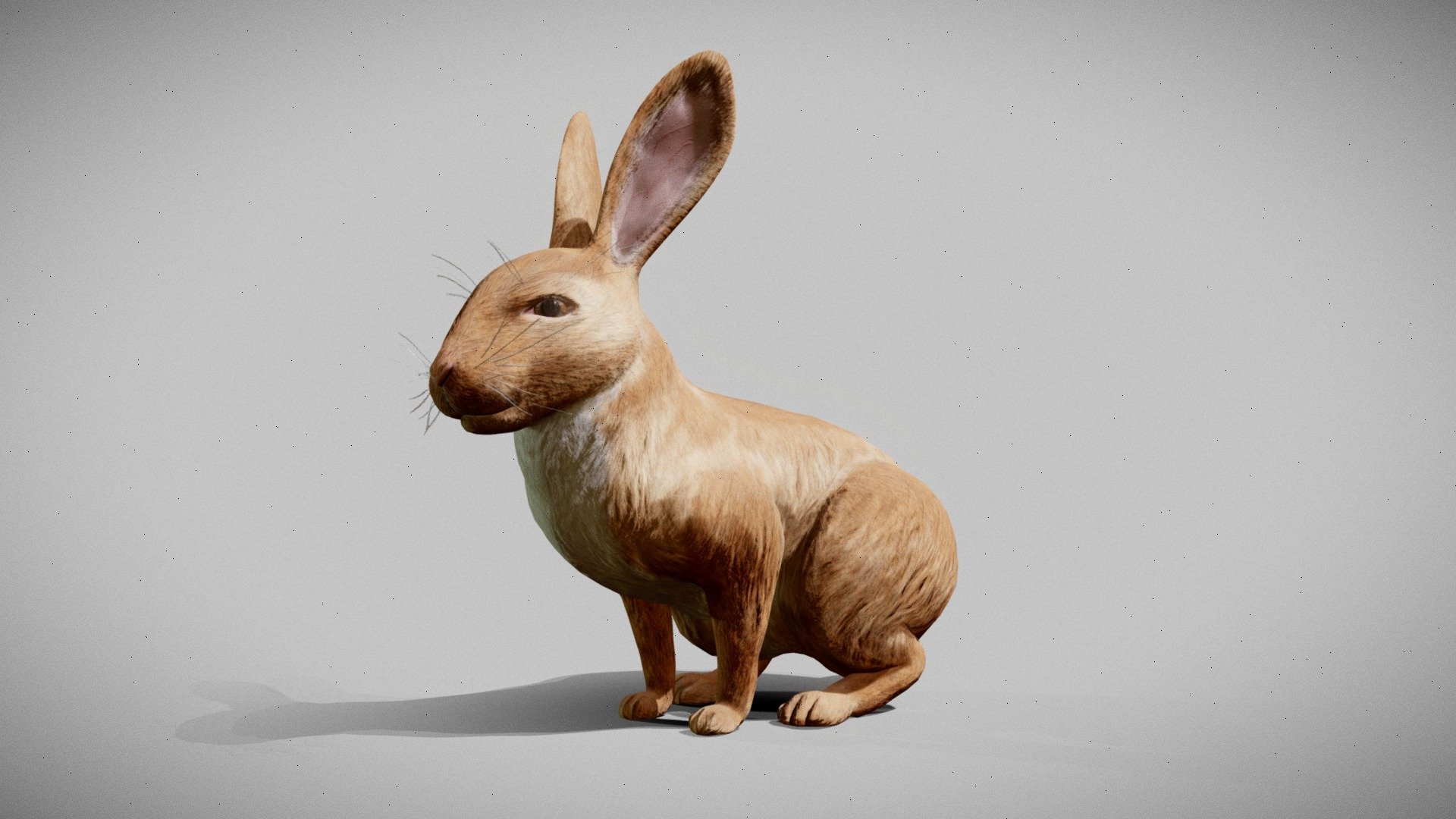 Realistic Rabbit - Buy Royalty Free 3D model by 2dhd [c1aaff0 ...